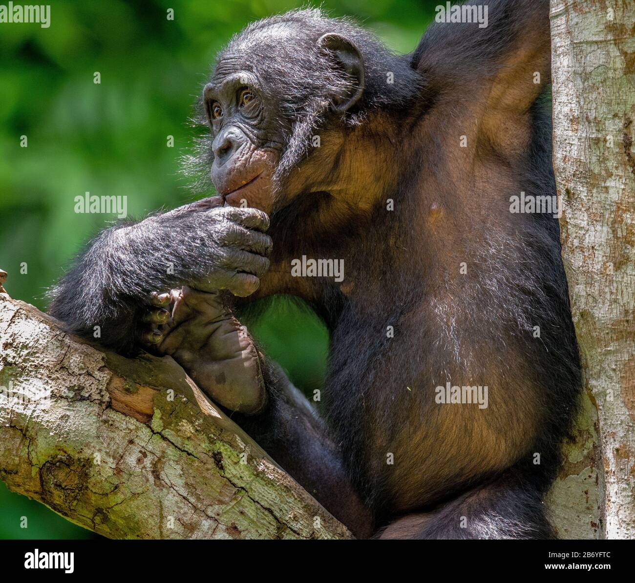 Bonobo on the tree in green jungle. The Bonobo ( Pan paniscus), earlier ...