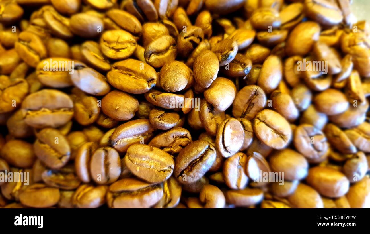 Robusta coffee crop hi-res stock photography and images - Alamy