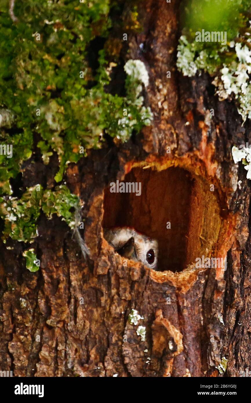 Bird peeking nest hole tree hi-res stock photography and images - Alamy