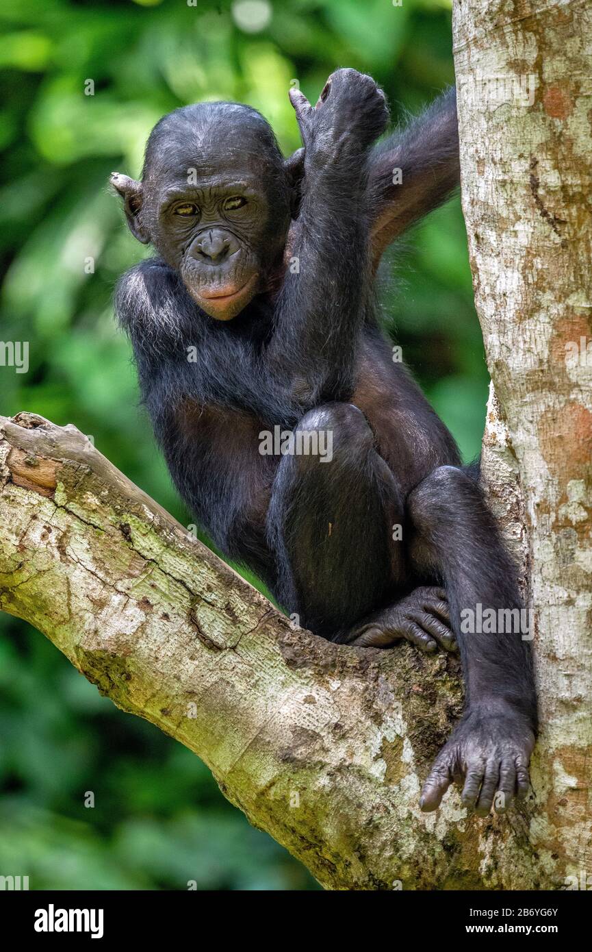 Bonobo on the tree in green jungle. The Bonobo ( Pan paniscus), earlier ...