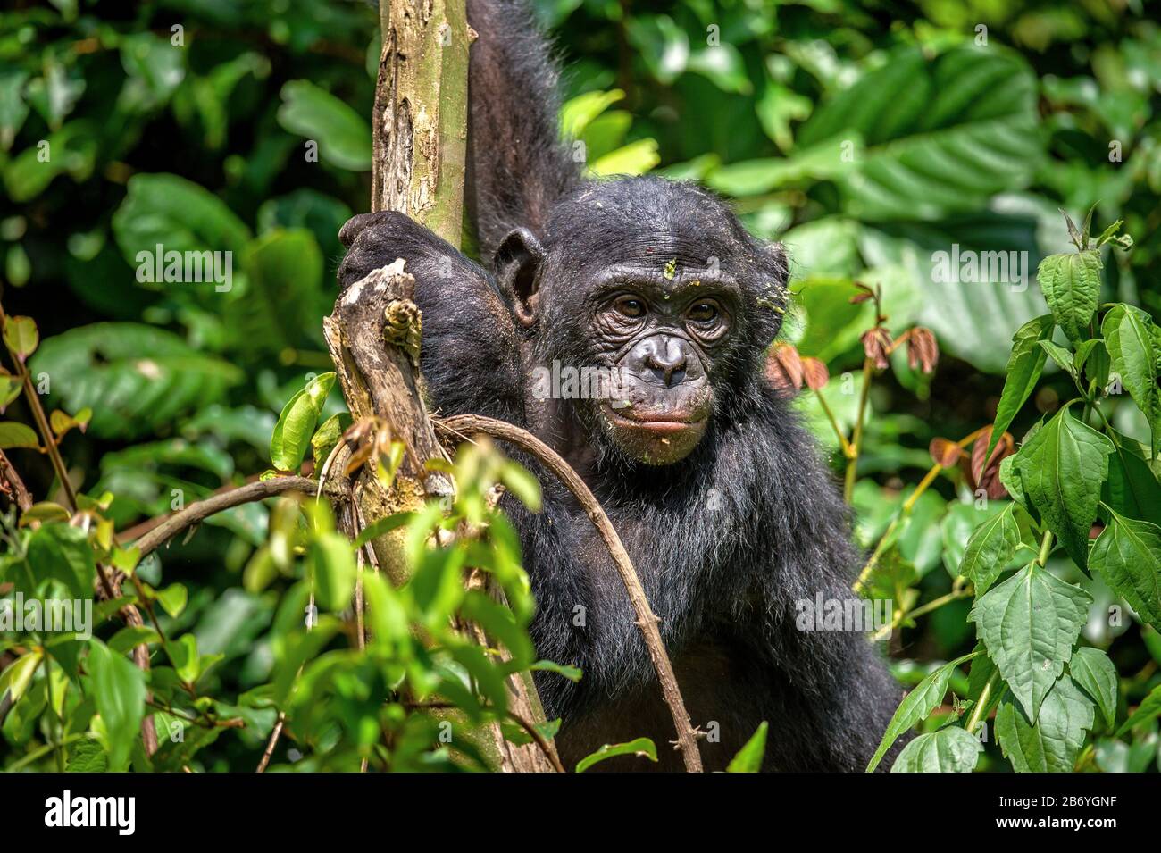 Bonobo on the tree in green jungle. The Bonobo ( Pan paniscus), earlier ...