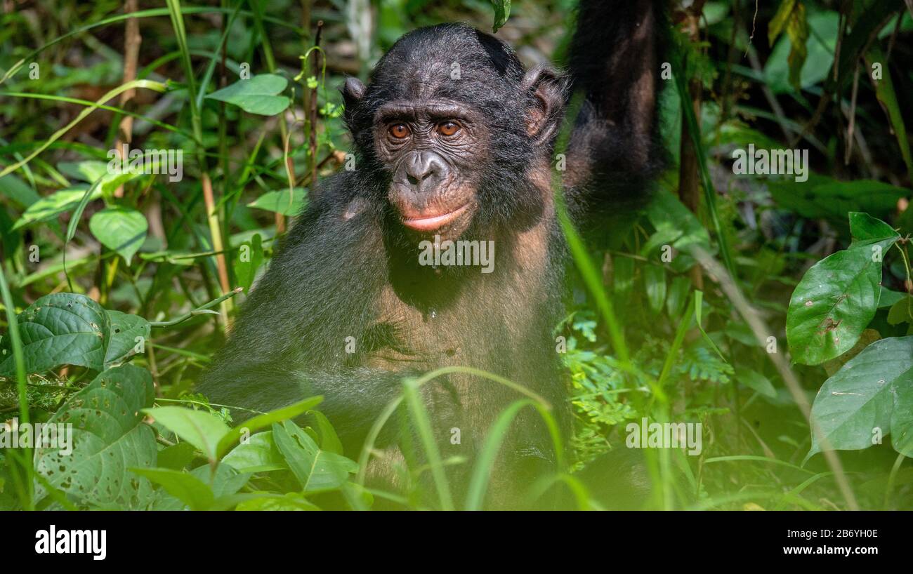 Bonobo in green tropical jungle. Green natural background . The Bonobo ...