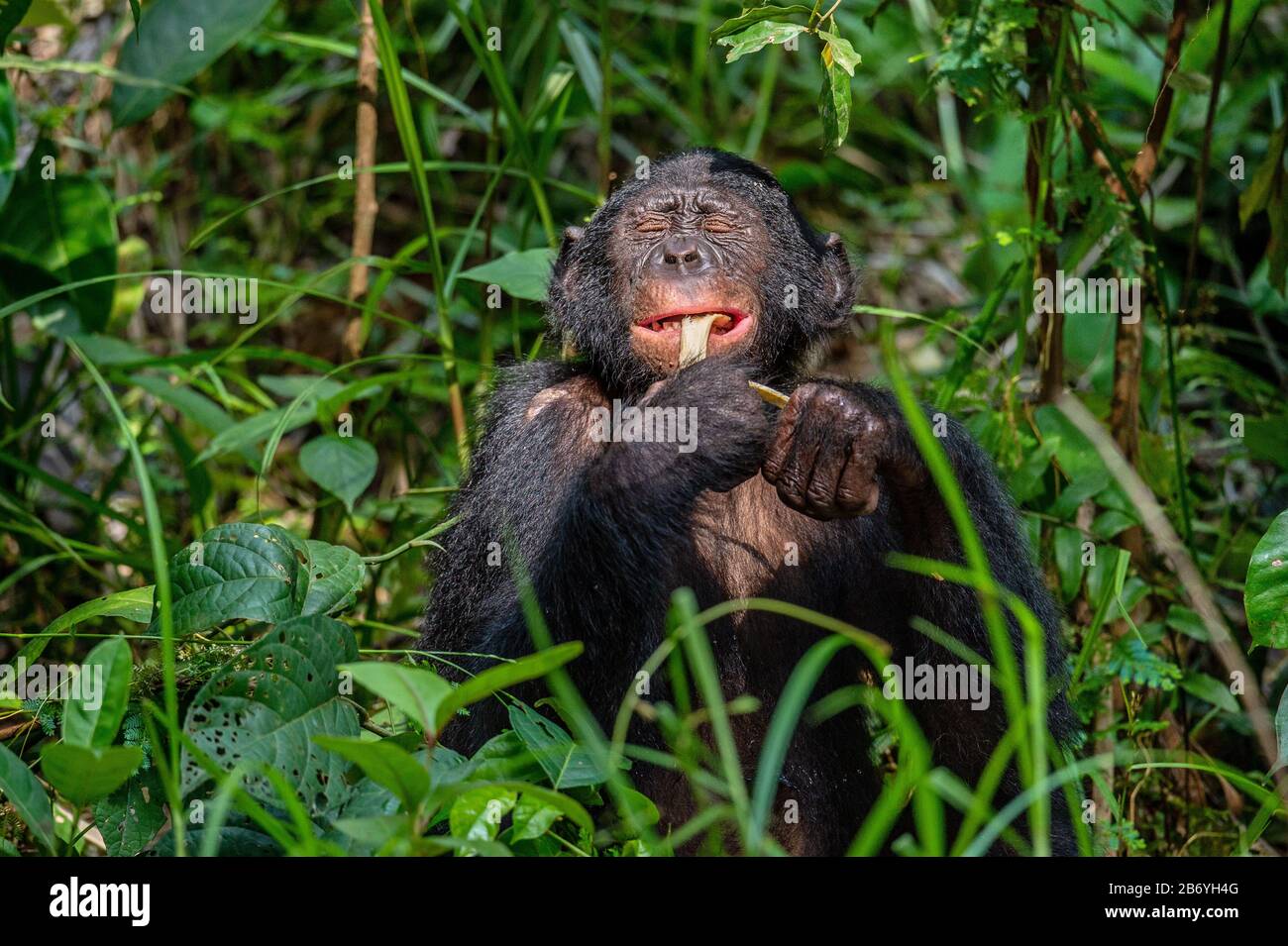 Bonobo in green tropical jungle. Green natural background . The Bonobo ...