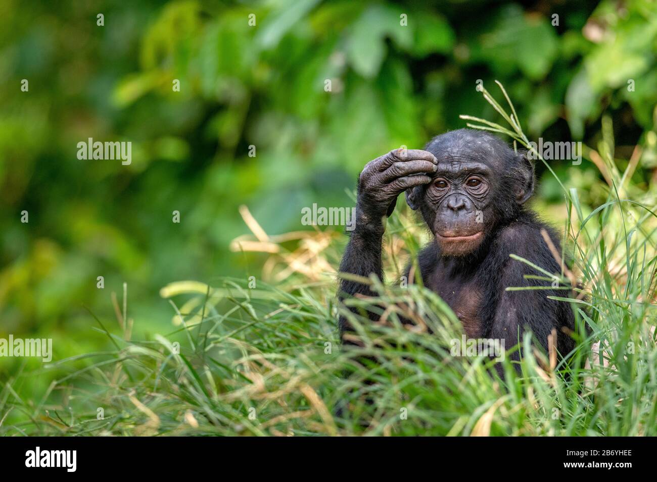 Bonobo in green tropical jungle. Green natural background . The Bonobo ...
