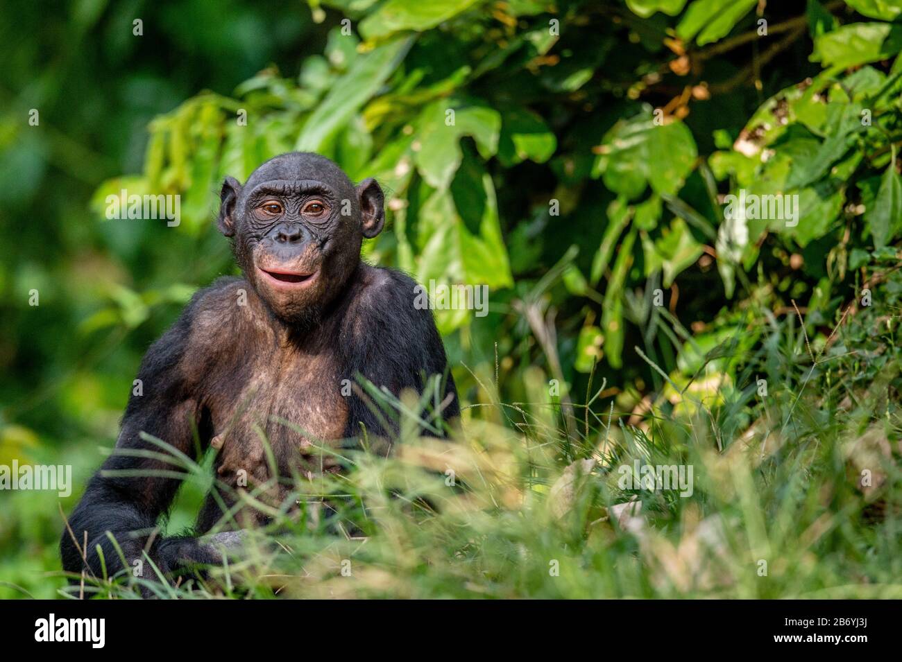 Bonobo in green tropical jungle. Green natural background . The Bonobo ...