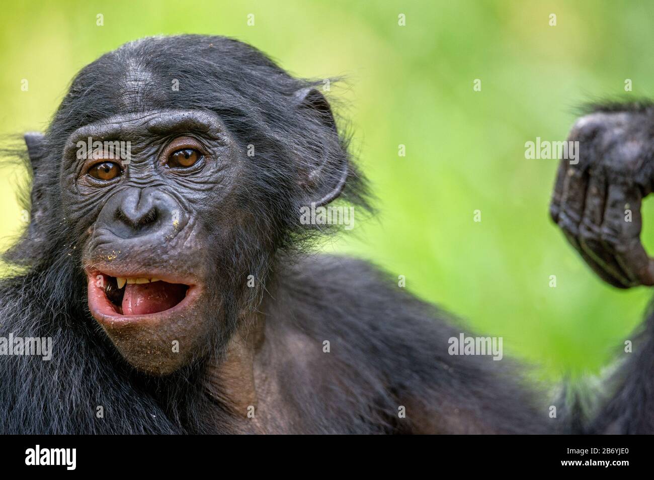 Congo animals hi-res stock photography and images - Alamy