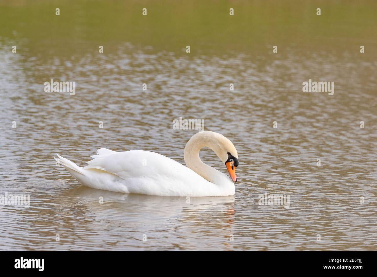 The mute swan is a species of swan and a member of the waterfowl family ...
