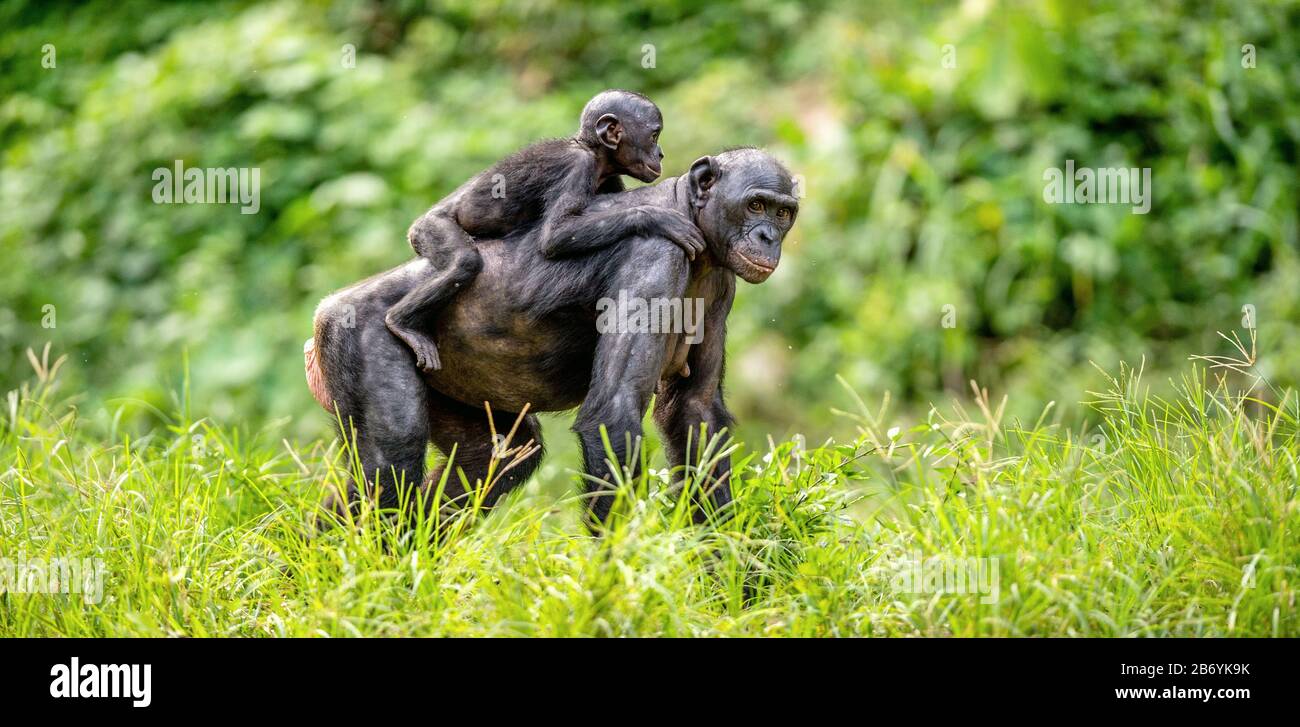 Pygmy family congo hi-res stock photography and images - Alamy