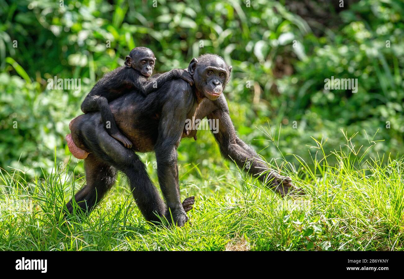 Pygmy family congo hi-res stock photography and images - Alamy