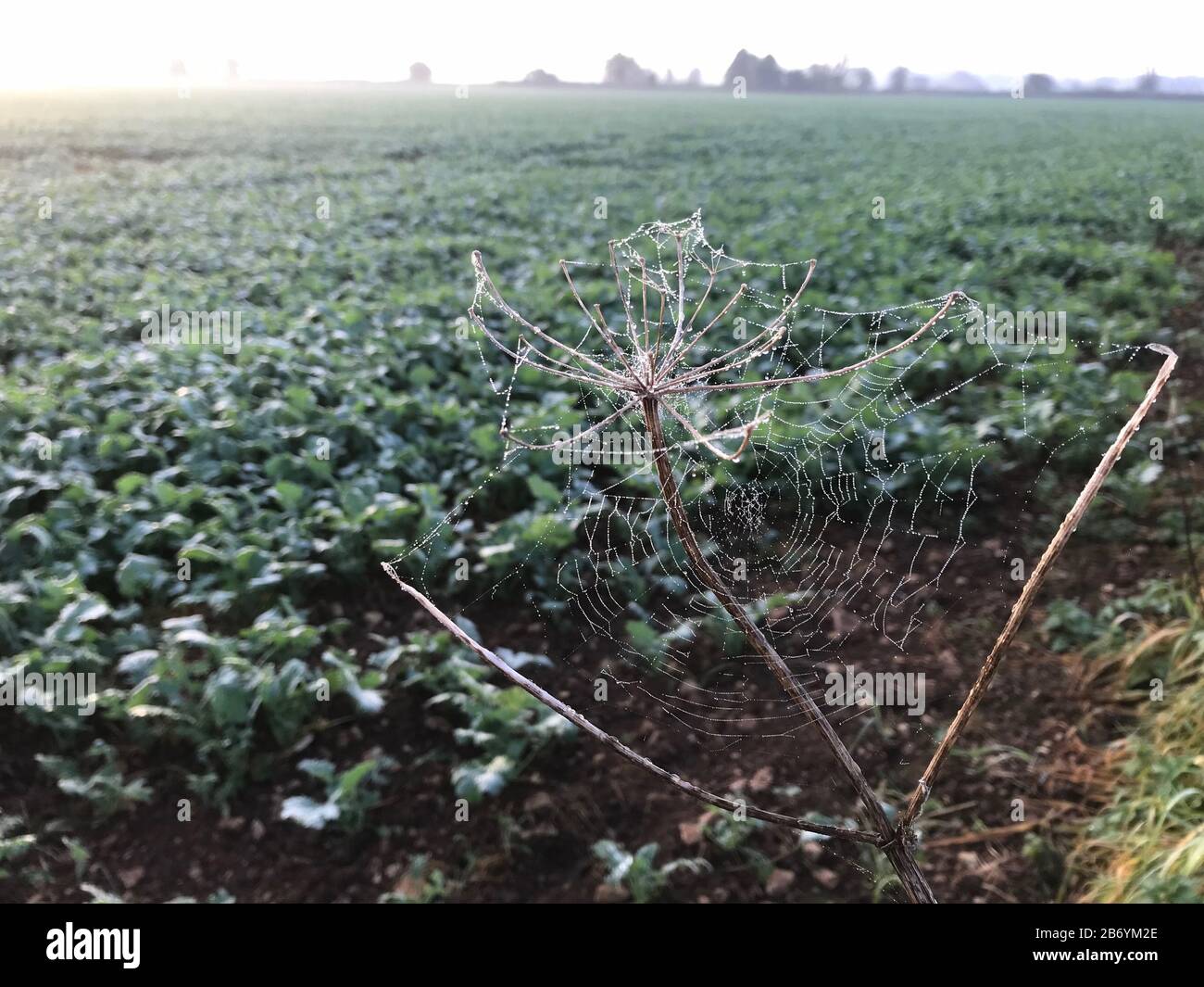 Cobweb covered in frost, backlit, green crop behind Stock Photo - Alamy