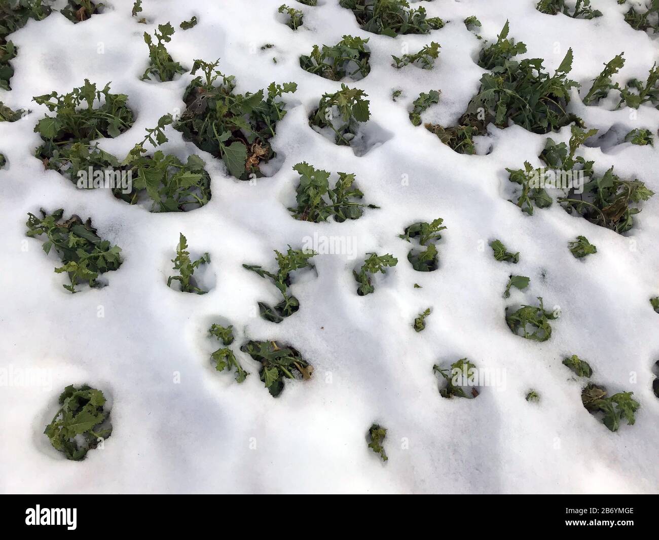 Freezing vegetation hi-res stock photography and images - Alamy