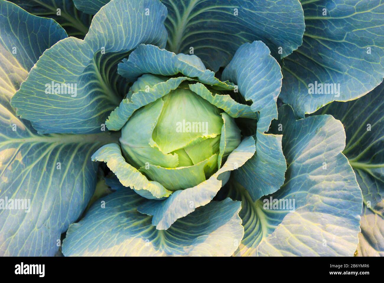 Plantation young cabbage on garden hi-res stock photography and images ...