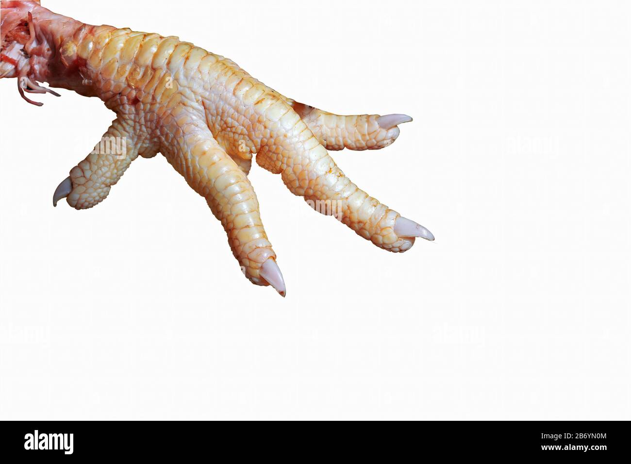 Chicken feet. Chicken paw close-up isolate on a white background Stock ...