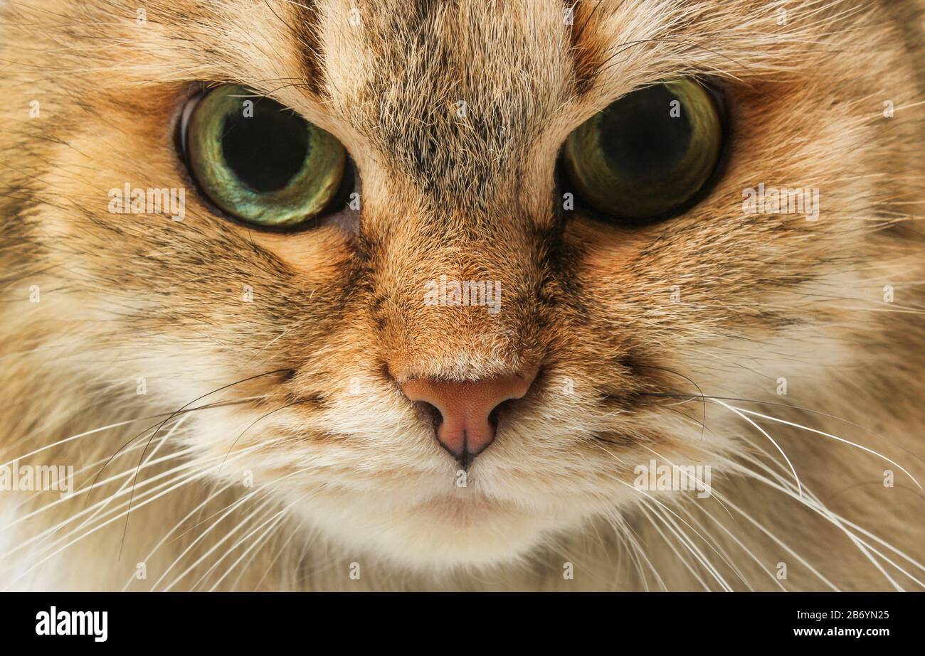 Strict furry cat face close up Stock Photo - Alamy