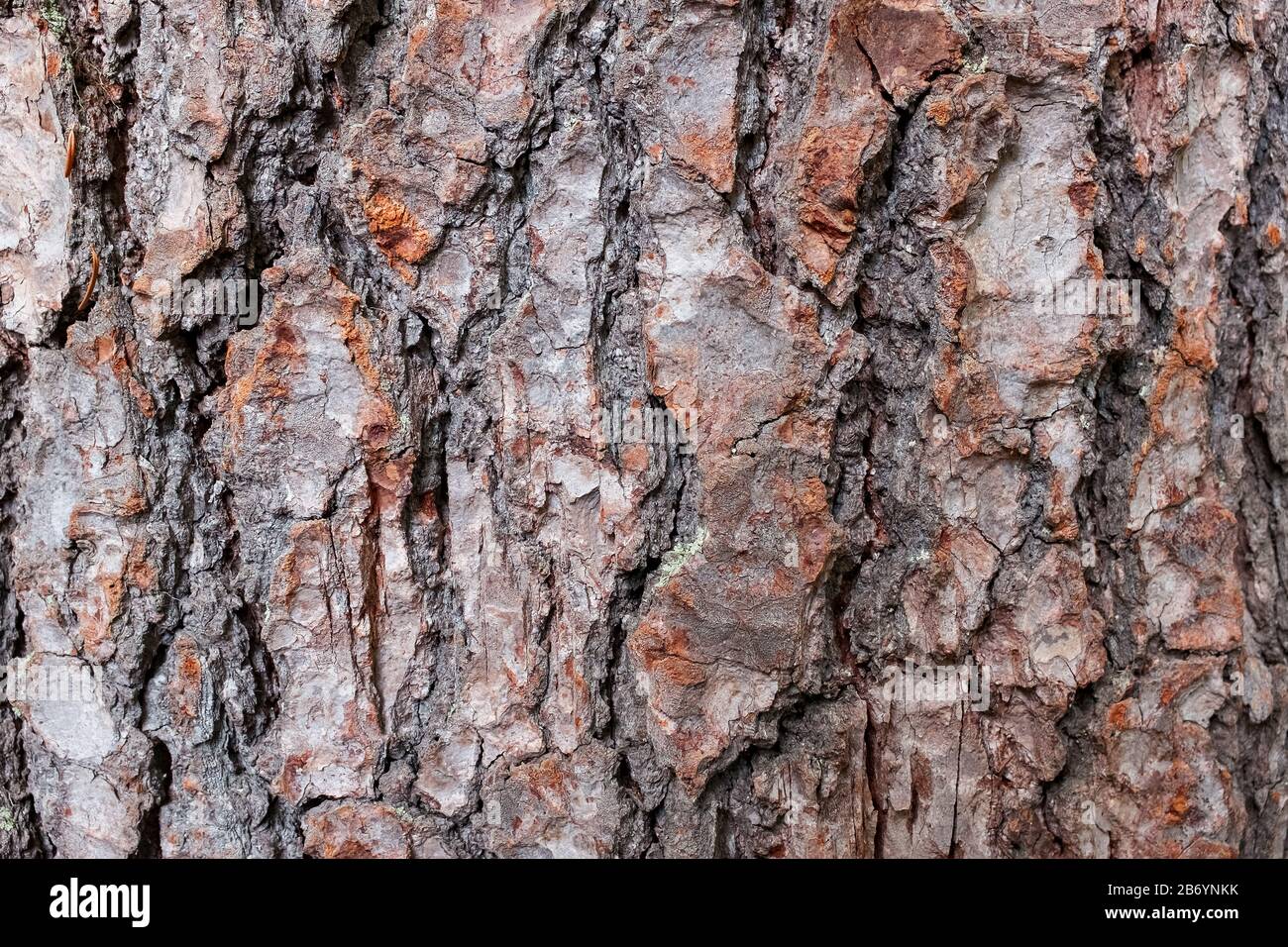 Pine tree bark texture. Close-up as a background in full screen. Nature ...
