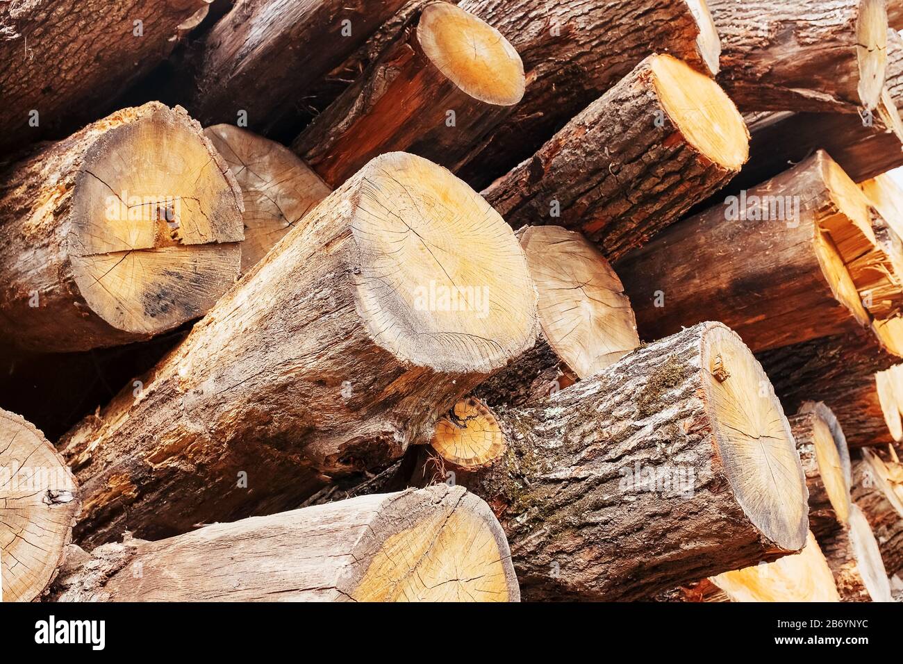 Oak logs are stacked in a pile, at an angle, in cross section and ...