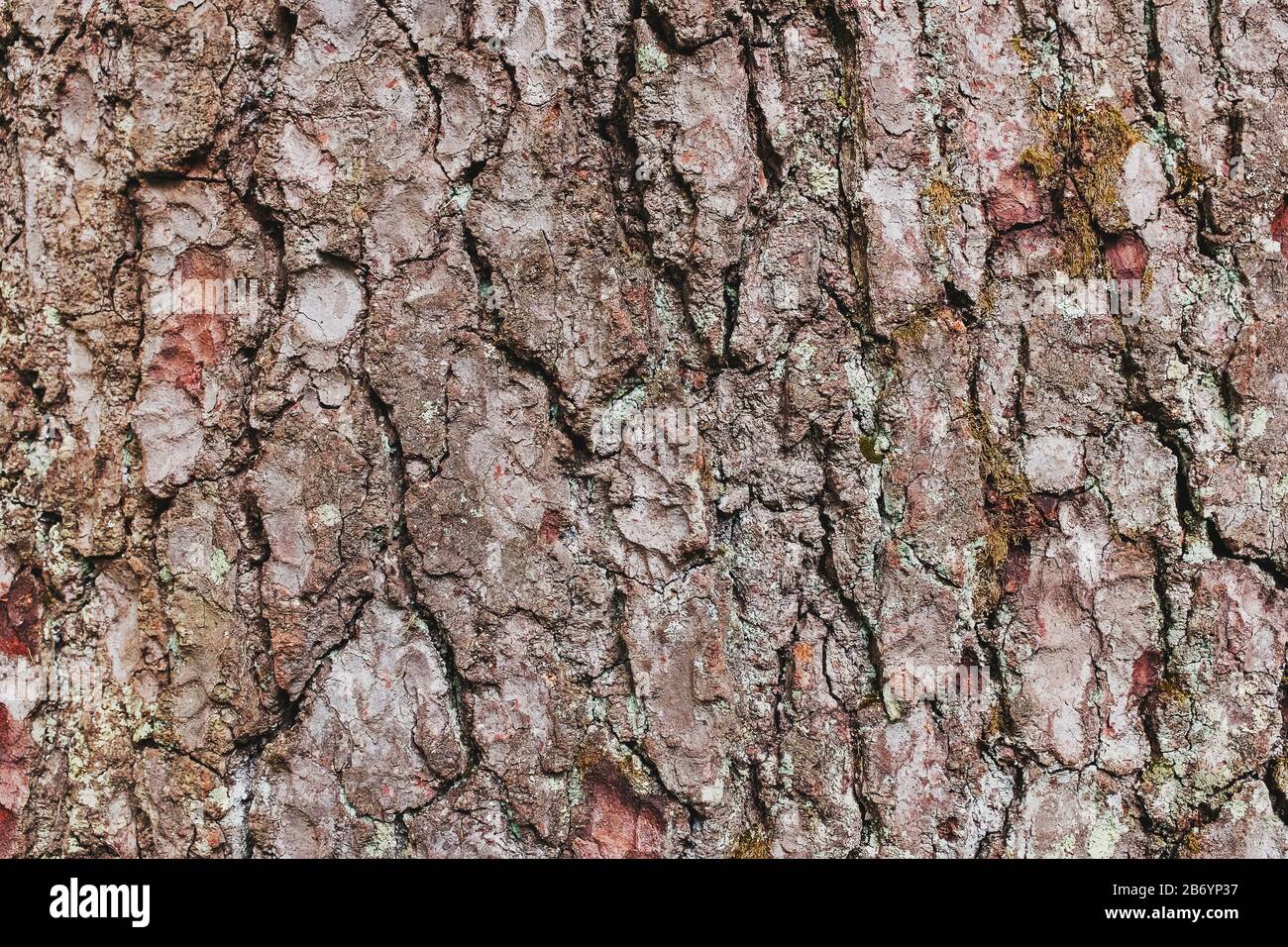Pine tree bark texture. Close-up as a background in full screen. Nature ...