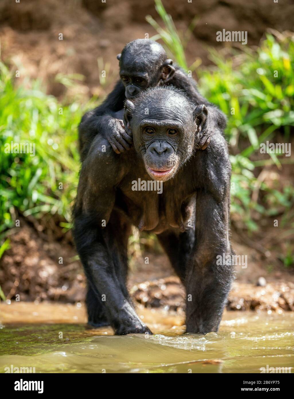 Bonobo Cub on the mother's back. Bonobos in the water. The Bonobo ...