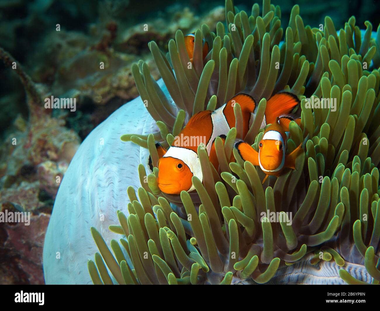 Three clownfish watch the underwater photographer from their blue-green ...