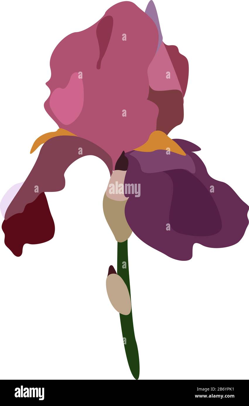 Vector blue iris floral Cut Out Stock Images & Pictures - Alamy