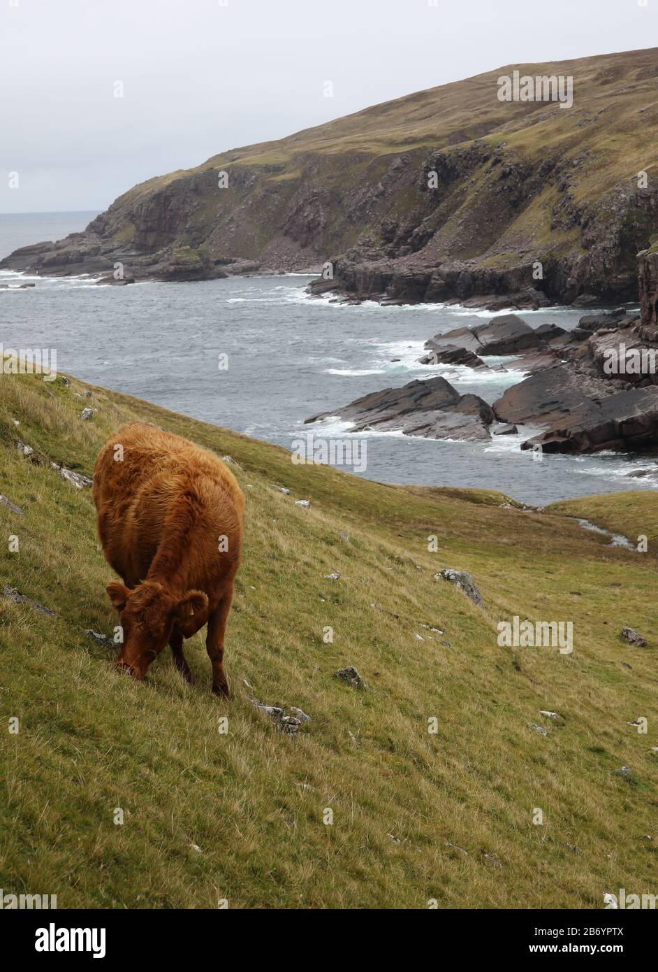 Cow on a slope Stock Photo - Alamy