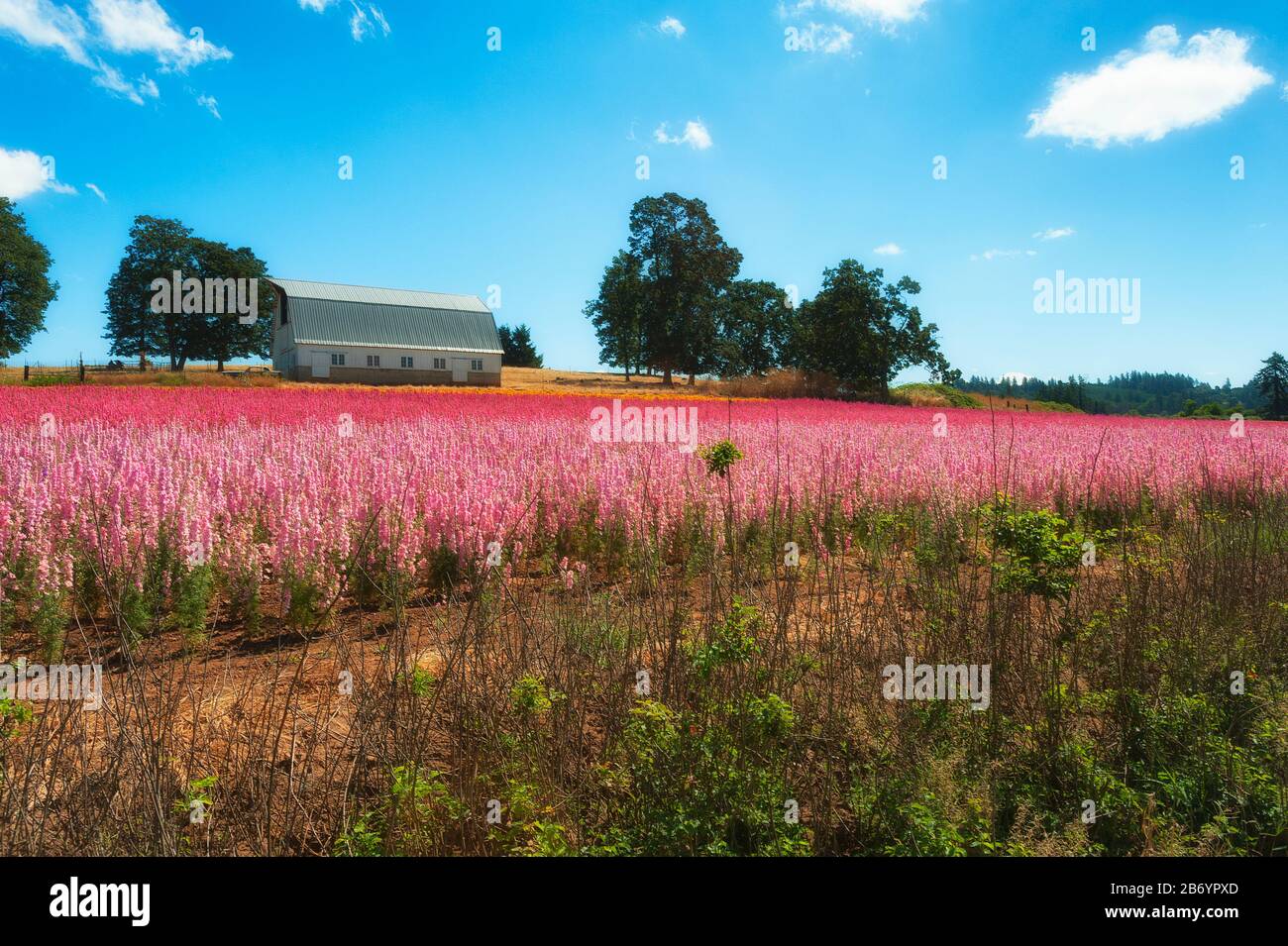Agriculture field hi-res stock photography and images - Alamy