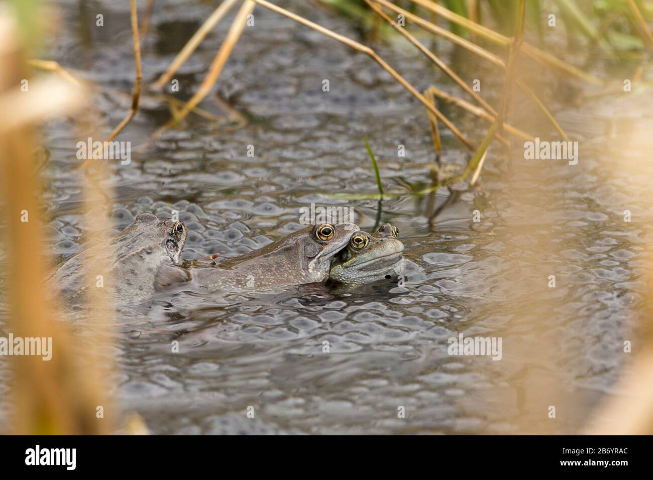 Frog frogs common Rana temporaria and frogspawn early spring mating ...