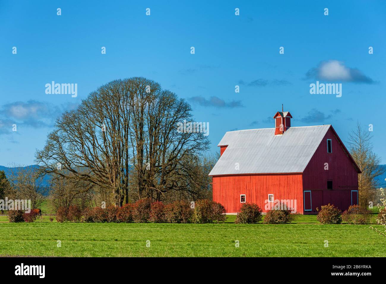 A red barn in Rural Oregon. A large oak tree spreads its branches as it ...