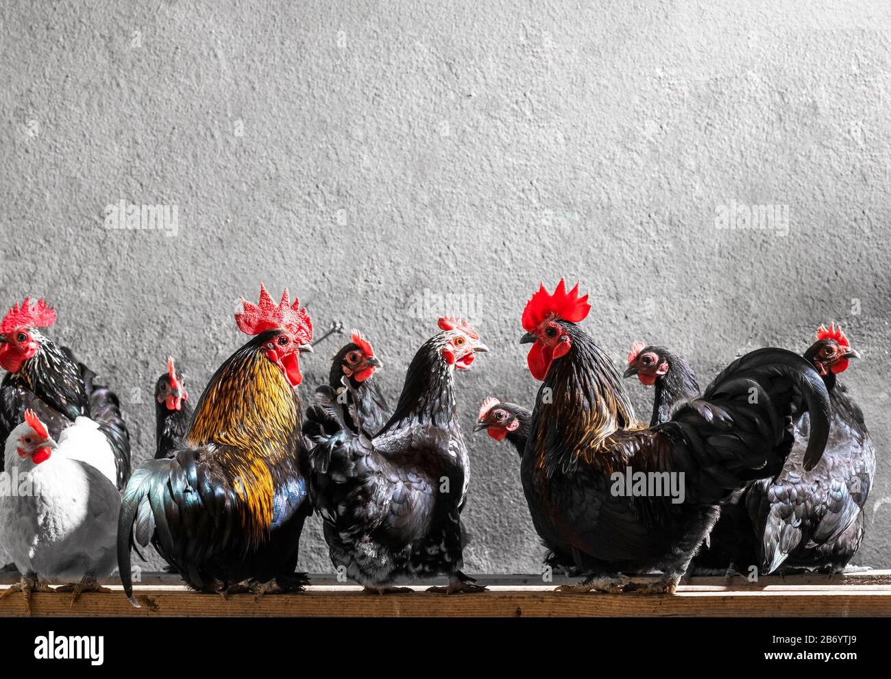 Domestic hen house indoors where chickens have free space for live ...