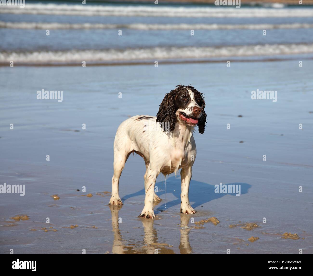 working cocker spaniel on beach Stock Photo - Alamy