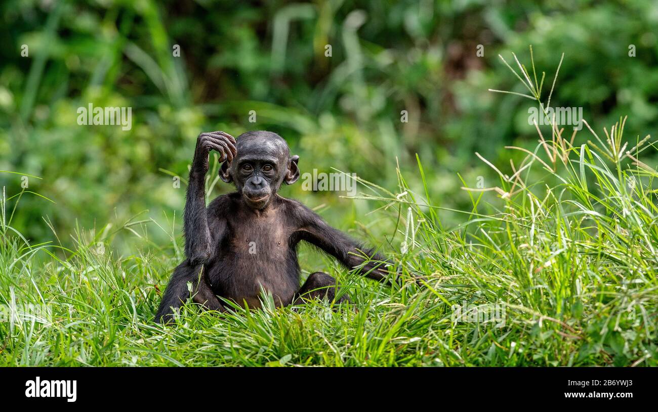 Cub of chimpanzee Bonobo. Green natural background. The Bonobo ...