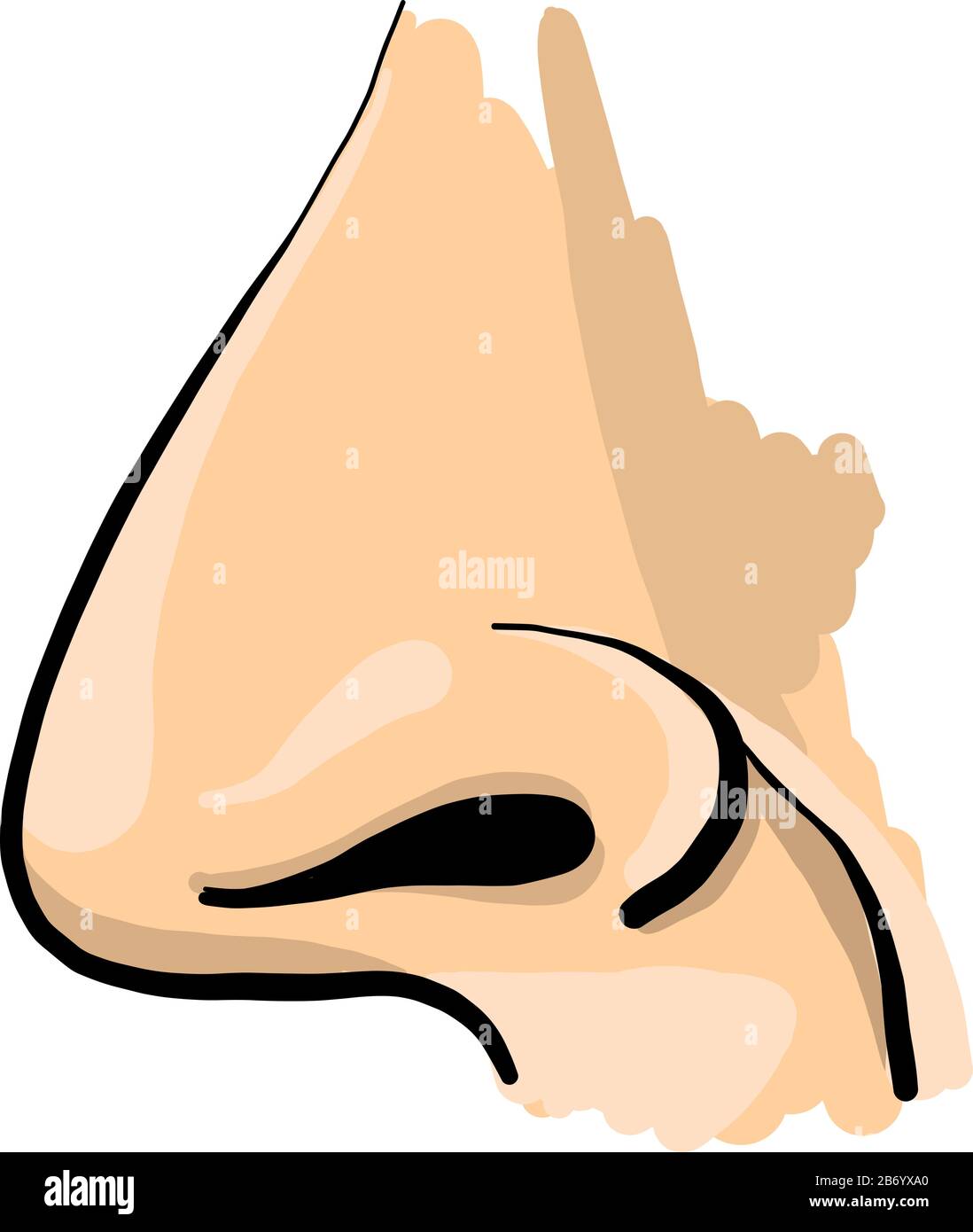 Human nose, illustration, vector on white background Stock Vector Image ...