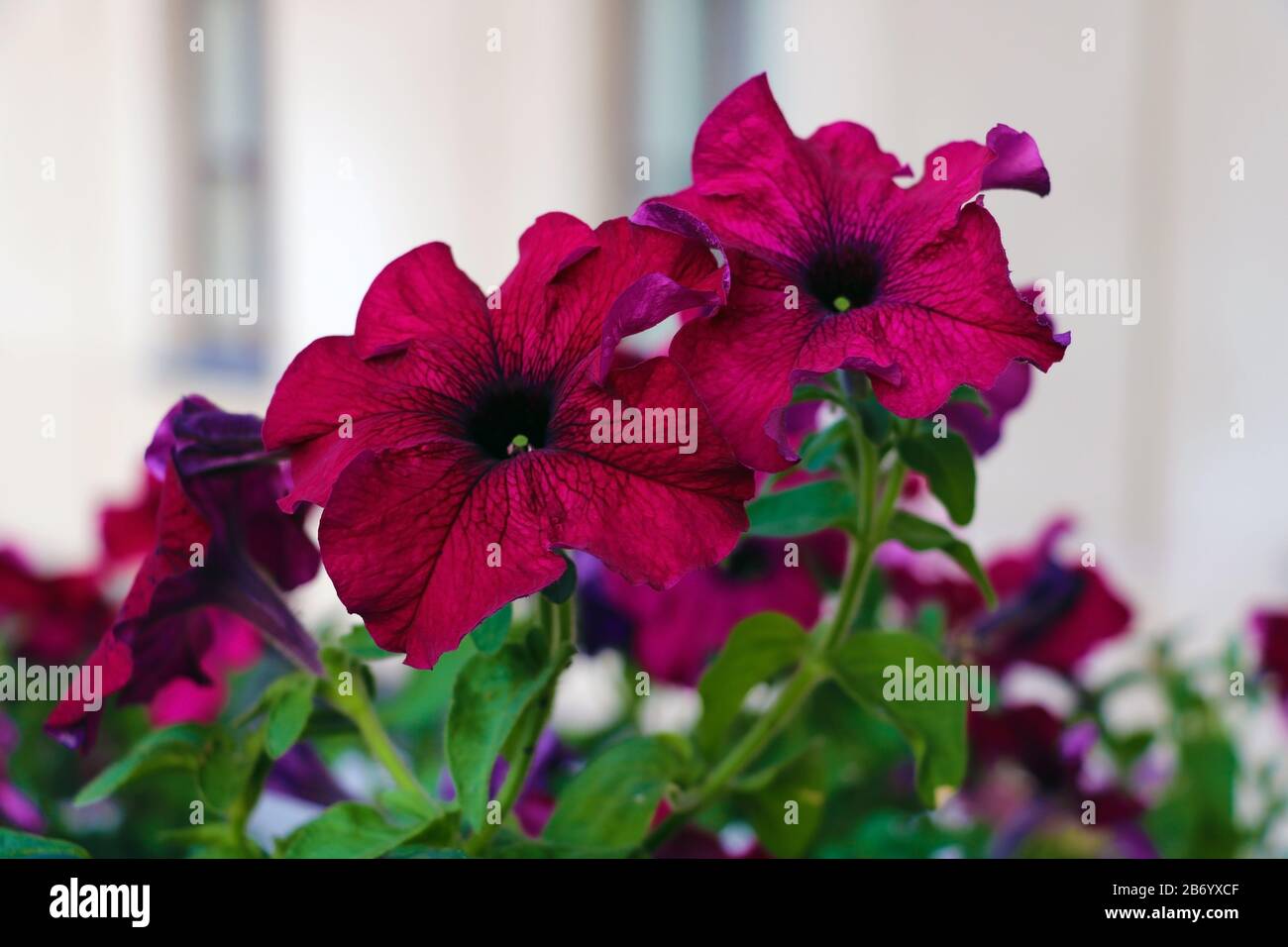 Red petunia hi-res stock photography and images - Alamy