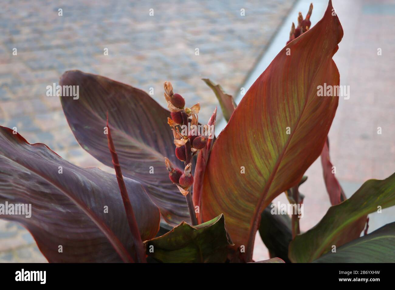 Canna lily leaves hi-res stock photography and images - Alamy
