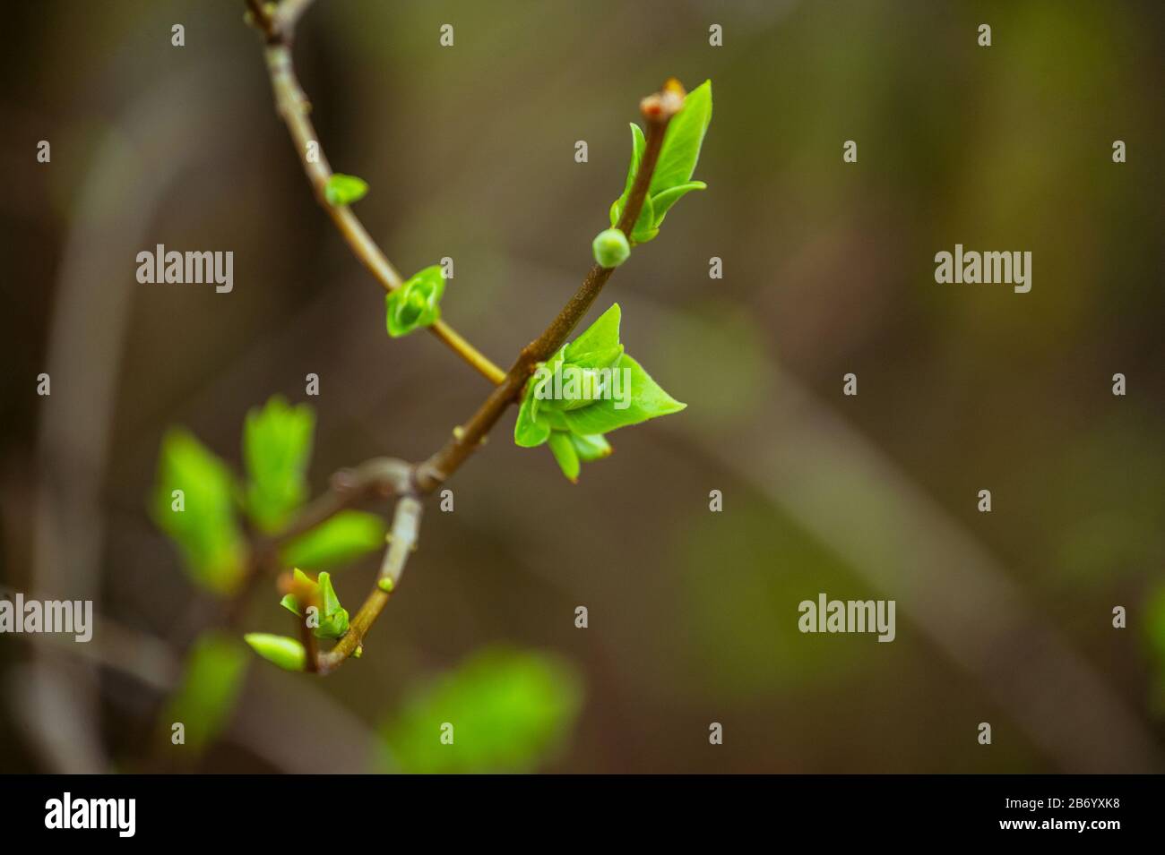Buds on tree branches in March. Tree branch with buds background ...