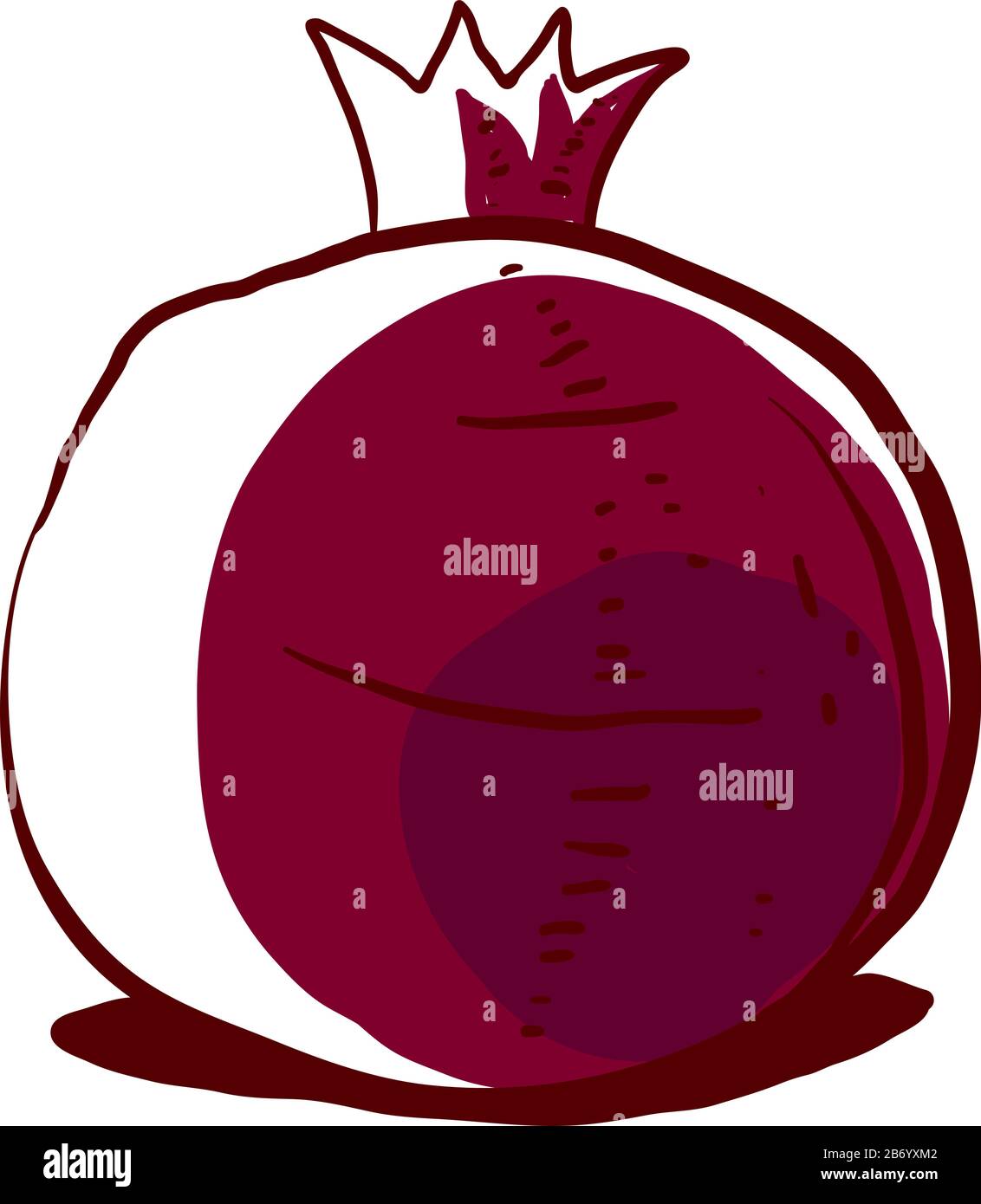 Pomegranate drawing, illustration, vector on white background Stock ...