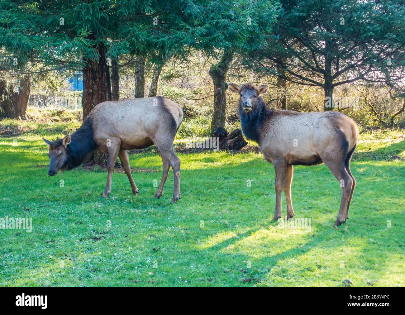 Cannon beach oregon elk hi-res stock photography and images - Alamy