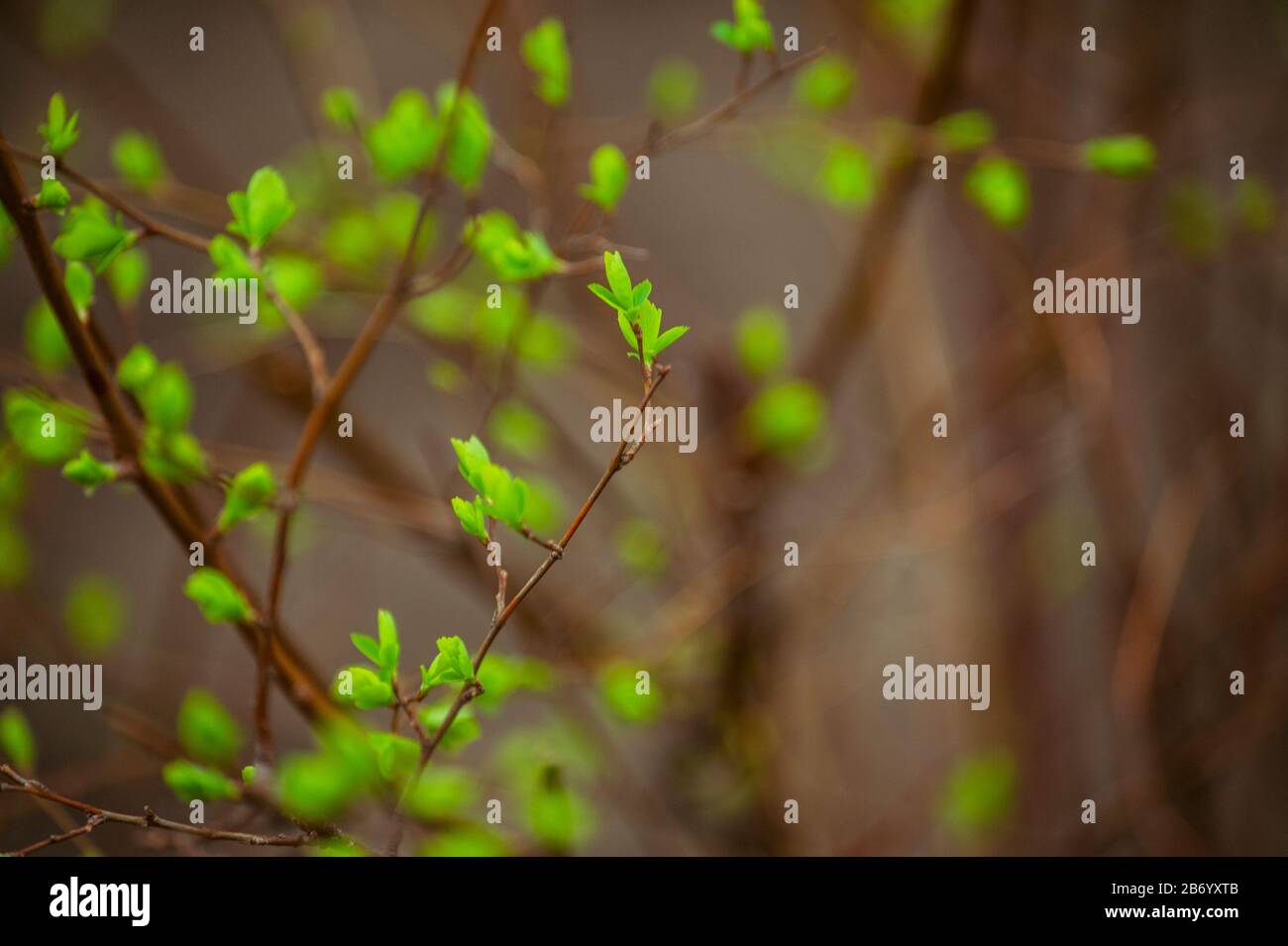 Buds on tree branches in March. Tree branch with buds background ...