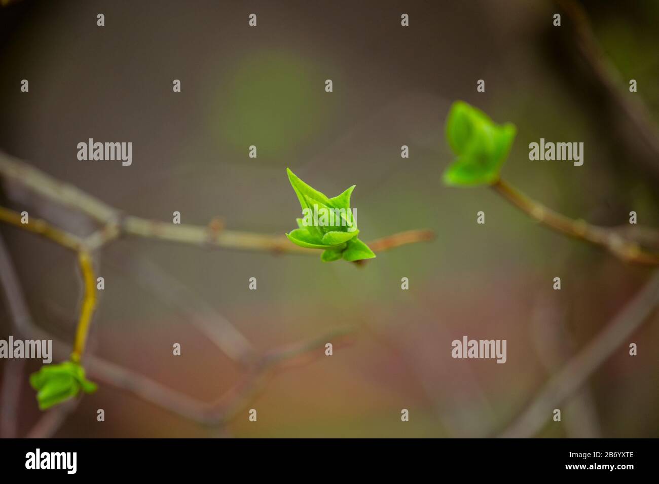 Buds on tree branches in March. Tree branch with buds background ...