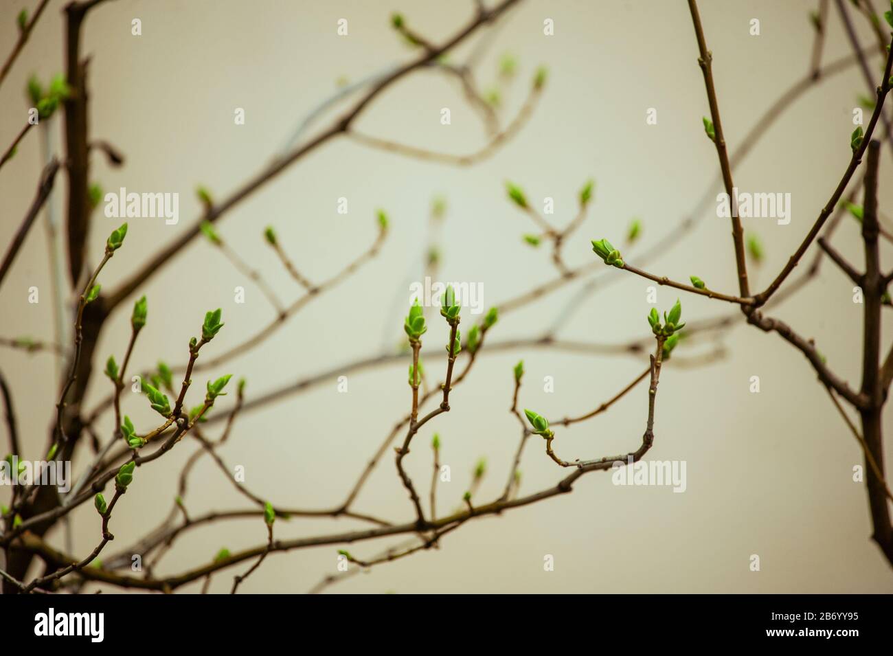 Buds on tree branches in March. Tree branch with buds background ...