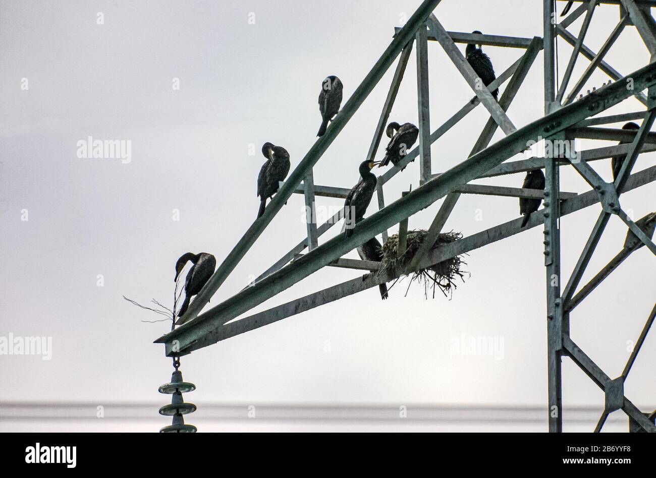 High voltage electrical pole. Birds perched on it Stock Photo - Alamy