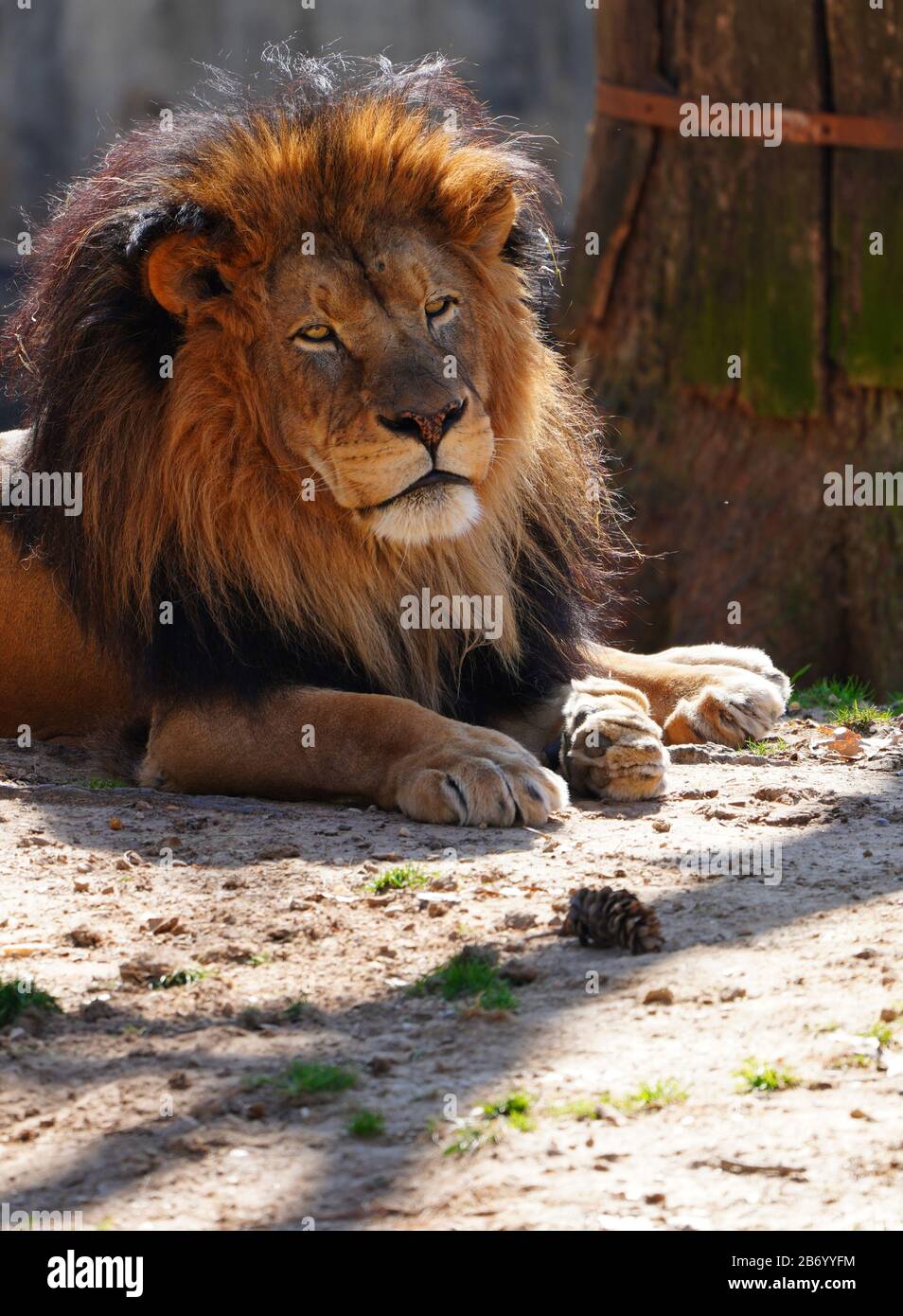 WASHINGTON, DC -22 FEB 2020- View of a lion at the Smithsonian National ...