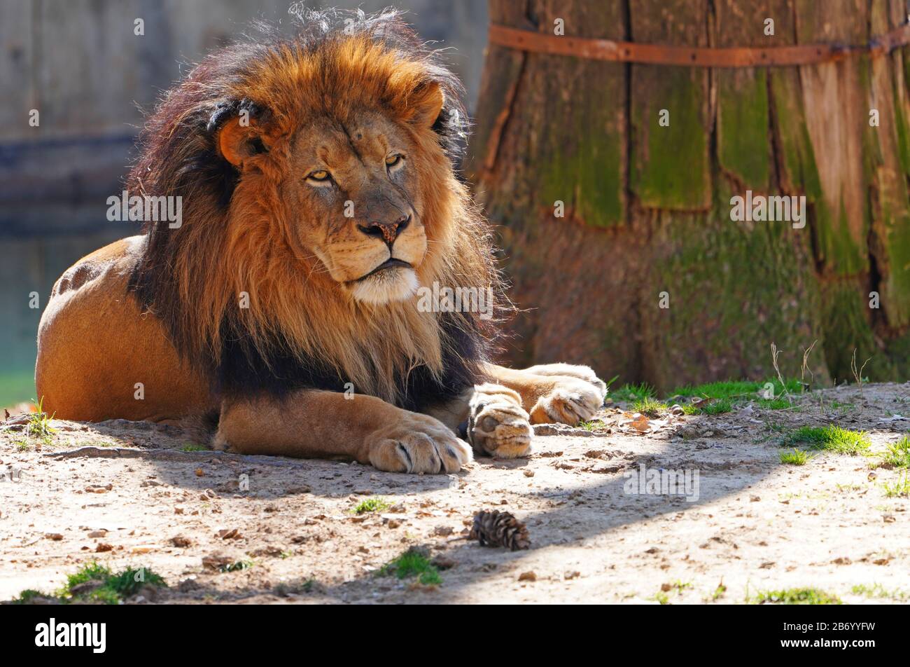 WASHINGTON, DC -22 FEB 2020- View of a lion at the Smithsonian National ...