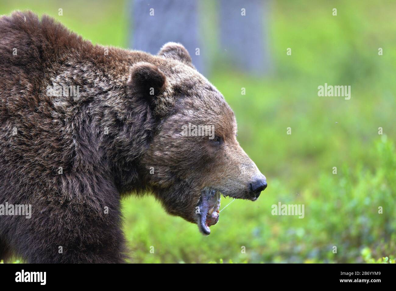 Brown bear with open mouth. Close up. Scientific name: Ursus arctos. Natural habitat Stock Photo ...