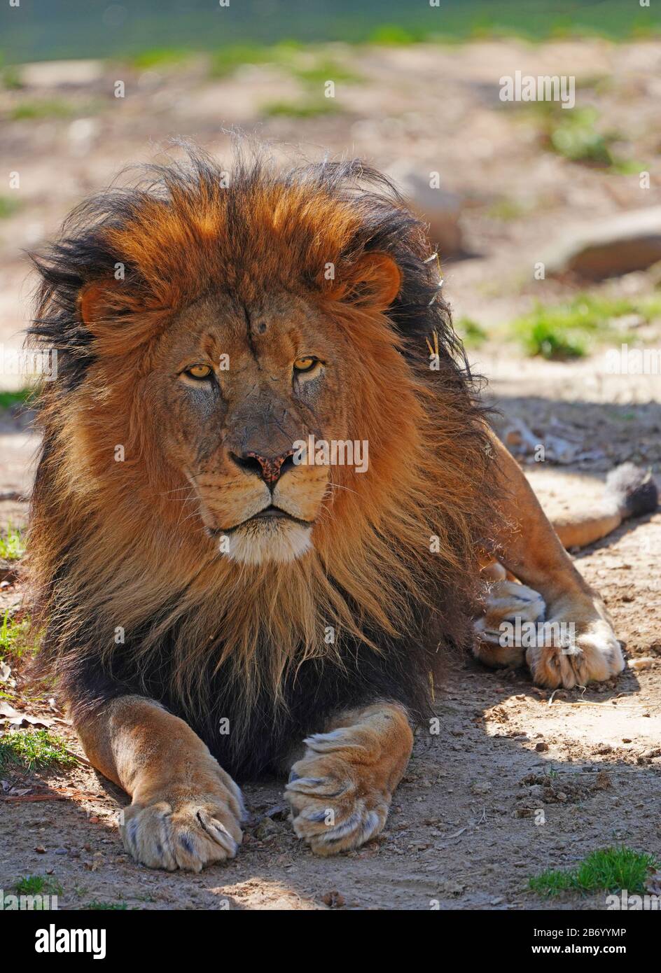 WASHINGTON, DC -22 FEB 2020- View of a lion at the Smithsonian National ...