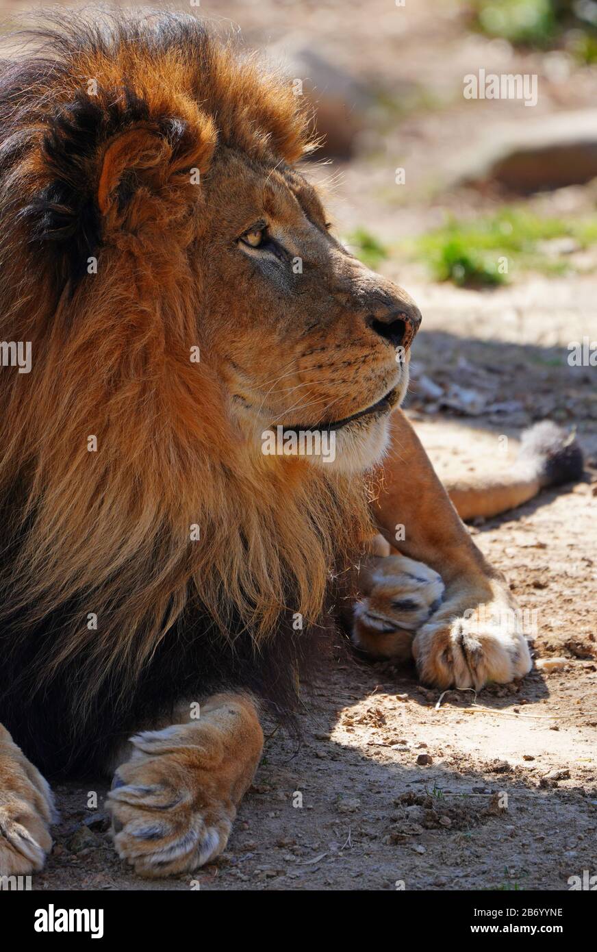 WASHINGTON, DC -22 FEB 2020- View of a lion at the Smithsonian National ...