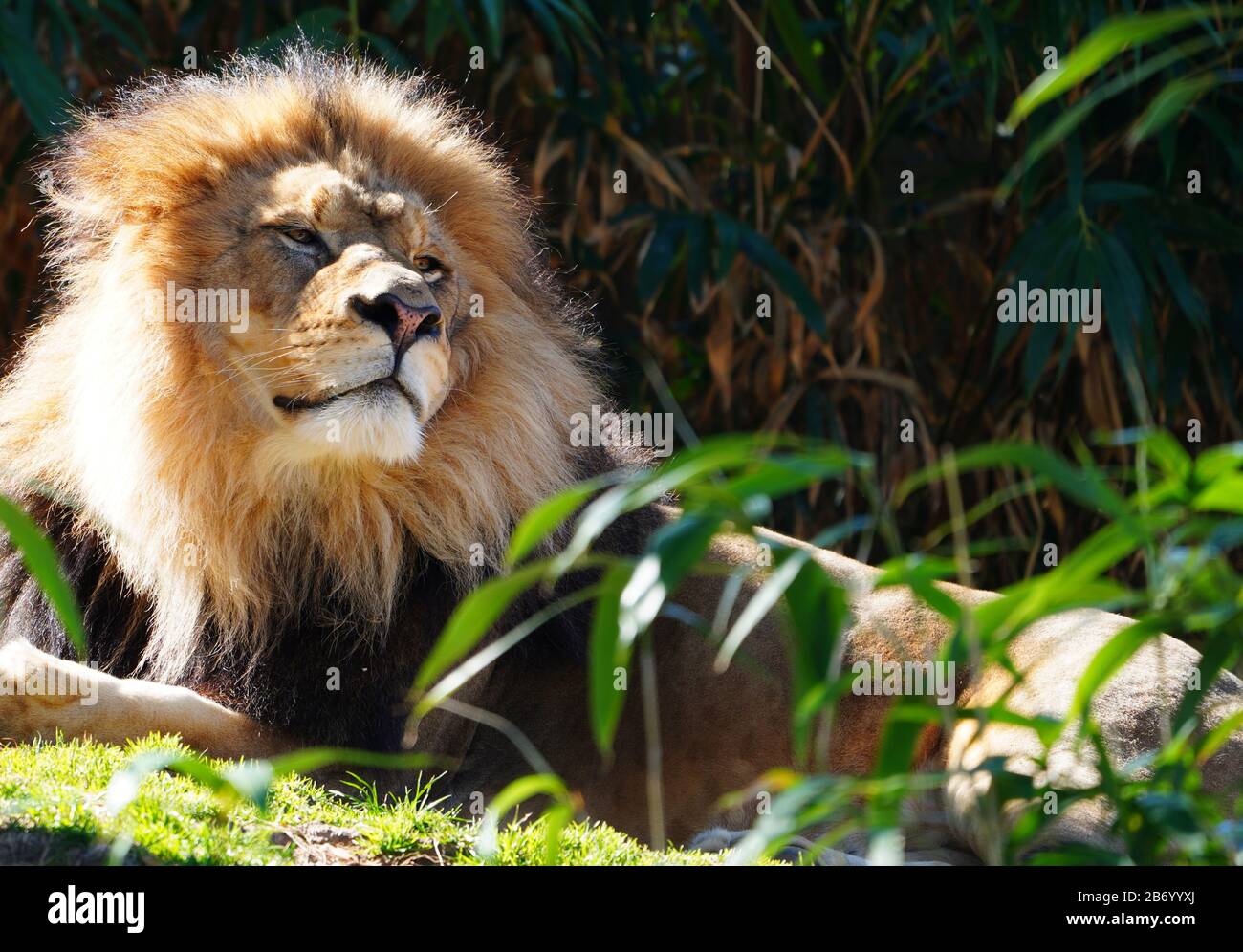 WASHINGTON, DC -22 FEB 2020- View of a lion at the Smithsonian National ...