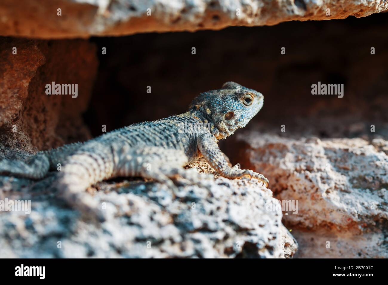 Stellion or agama-gardun is a species of agamidae lizards from the ...