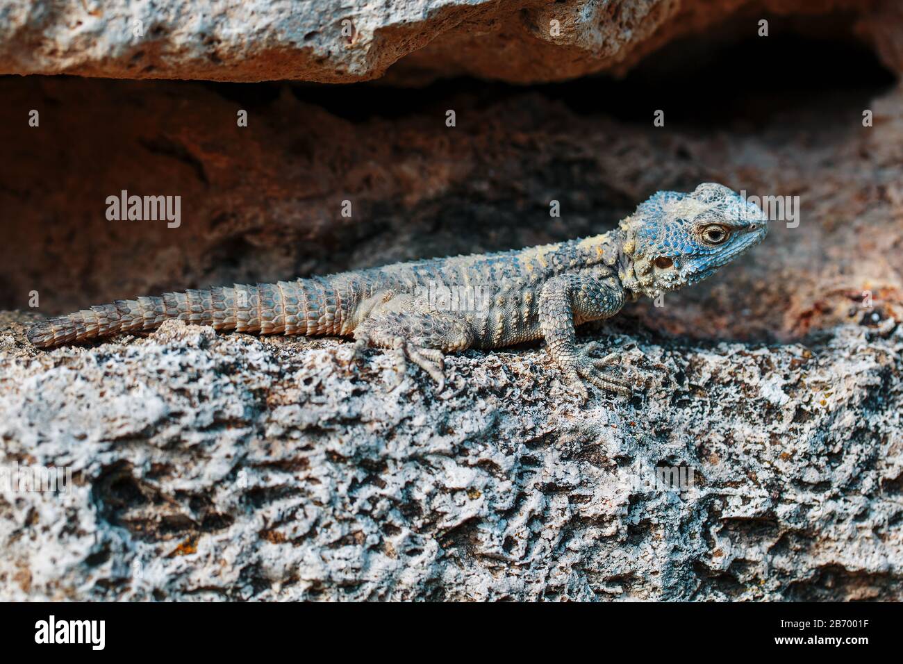 Stellion or agama-gardun is a species of agamidae lizards from the ...