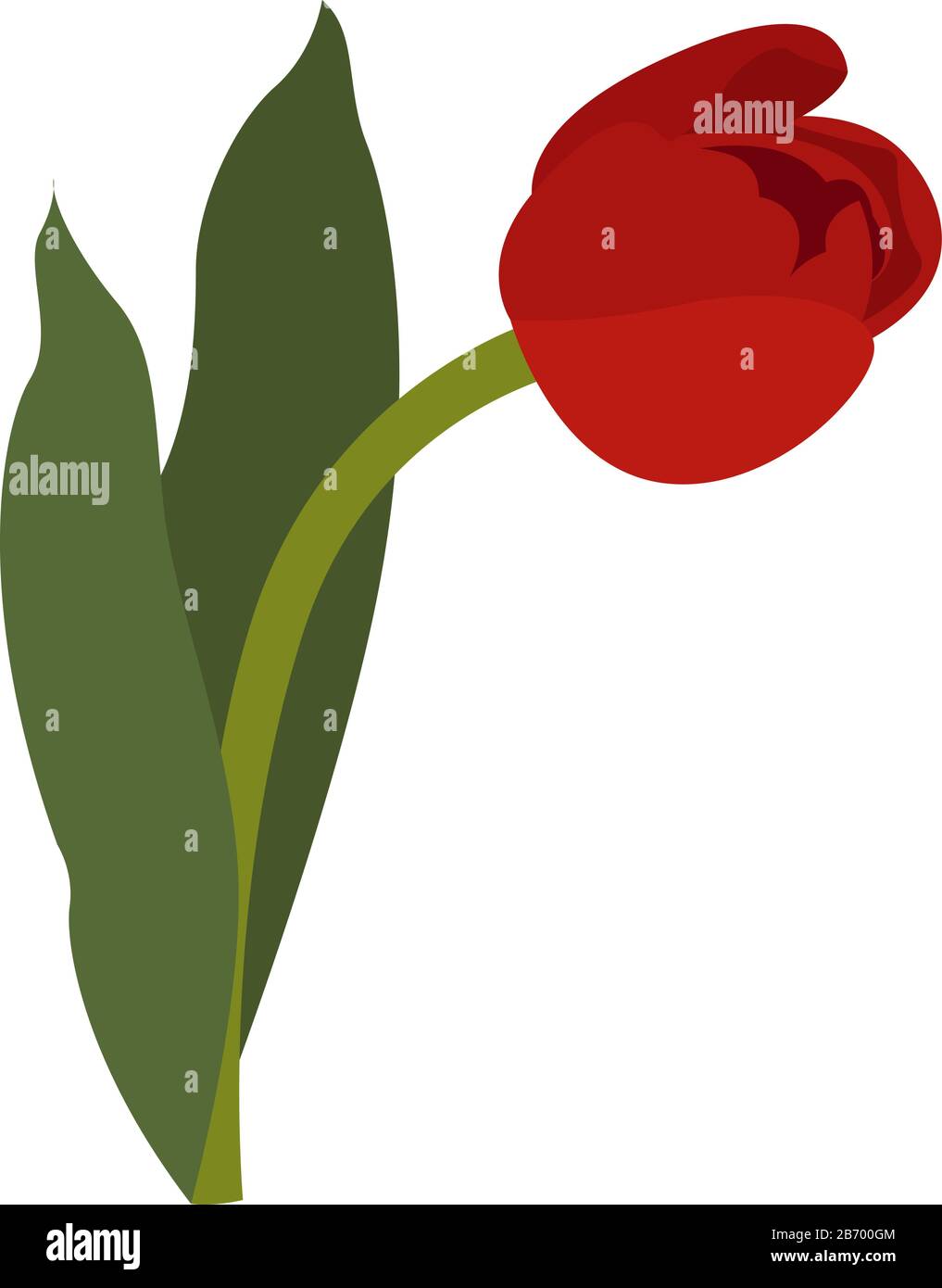 Red tulip, illustration, vector on white background Stock Vector Image ...